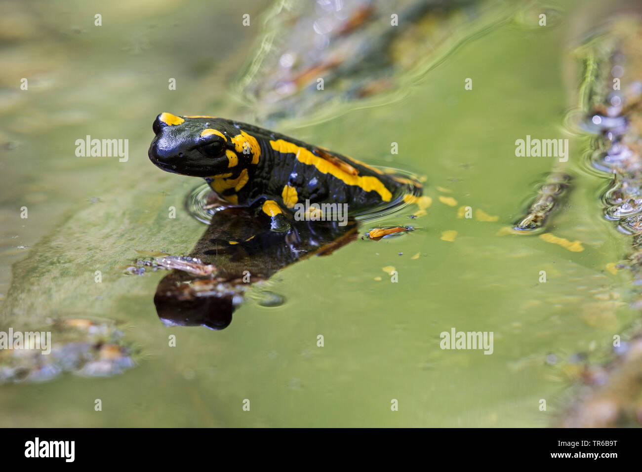 European fire salamander (Salamandra salamandra), in shallow water ...