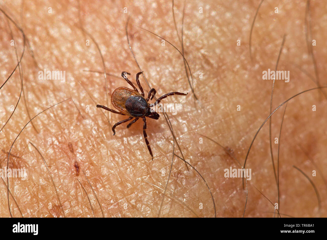 European castor bean tick, European sheep tick (Ixodes ricinus), on ...