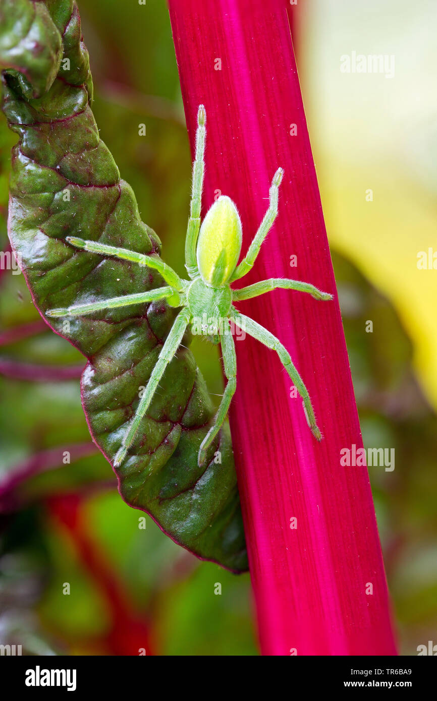 Green huntsman spider, Green spider (Micrommata virescens, Micrommata ...
