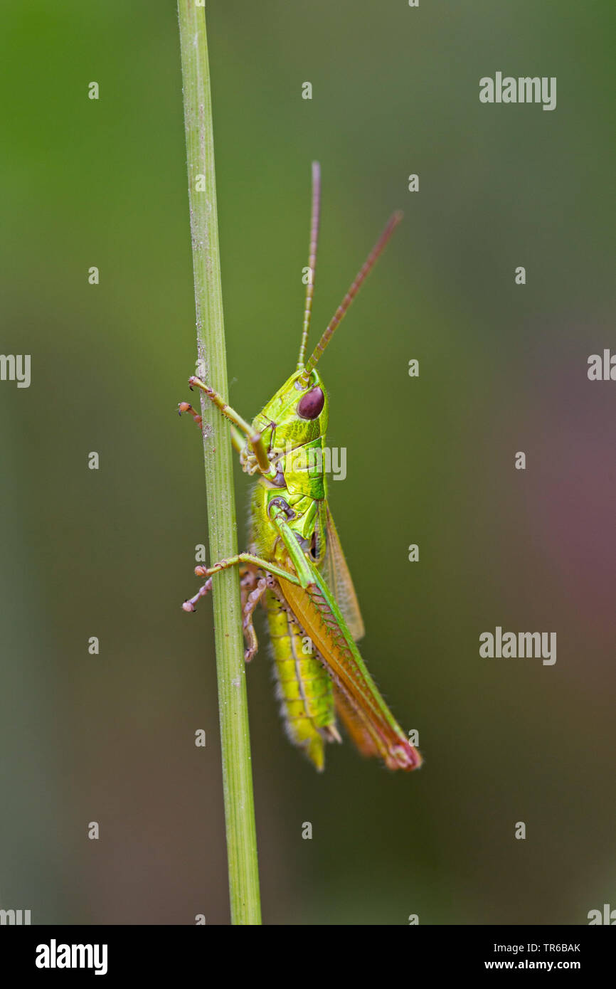 small gold grasshopper (Chrysochraon brachypterus, Euthystira ...