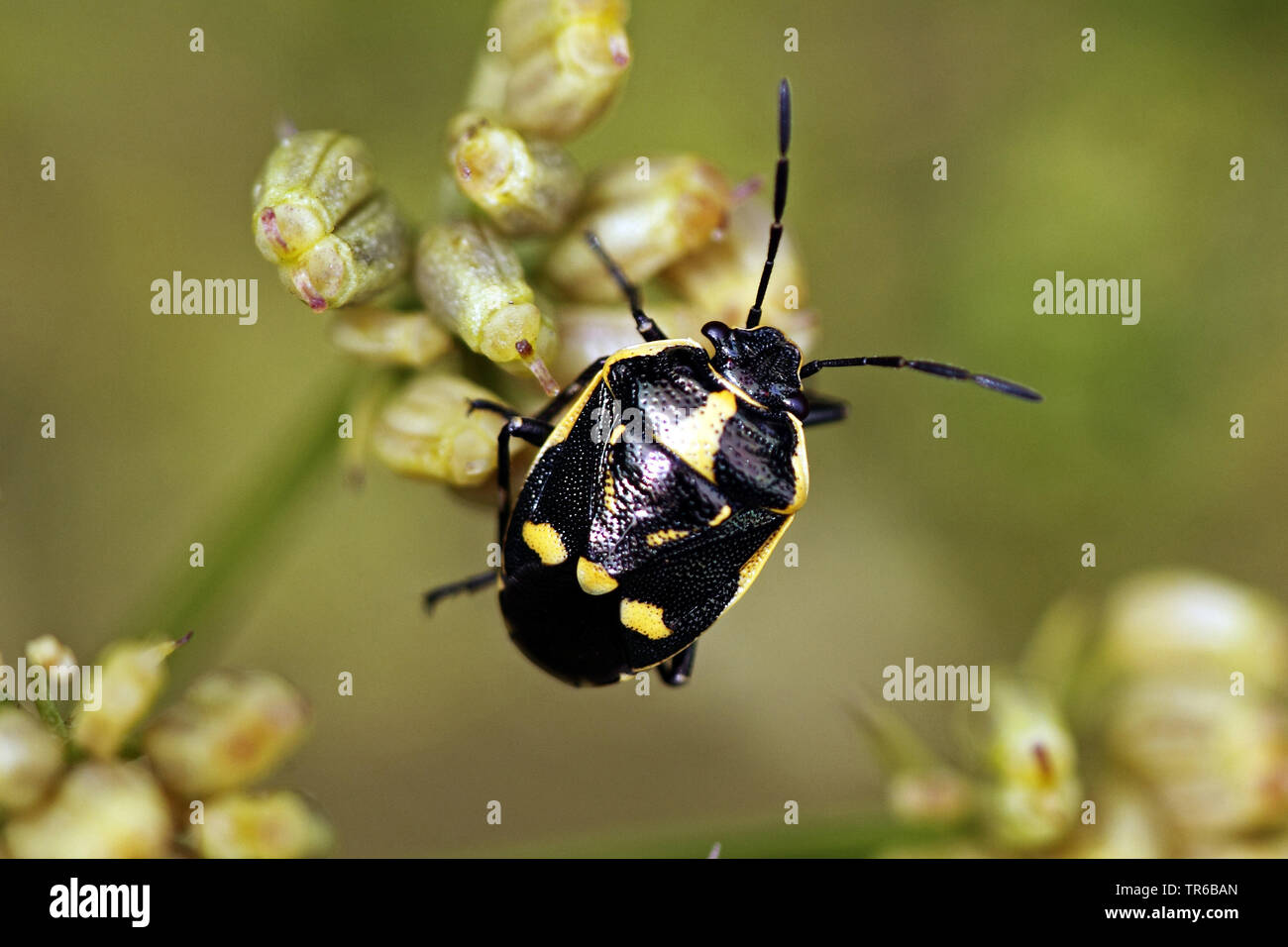 Brassica bug, Cabbage bug (Eurydema oleraceum), imago, view from above ...