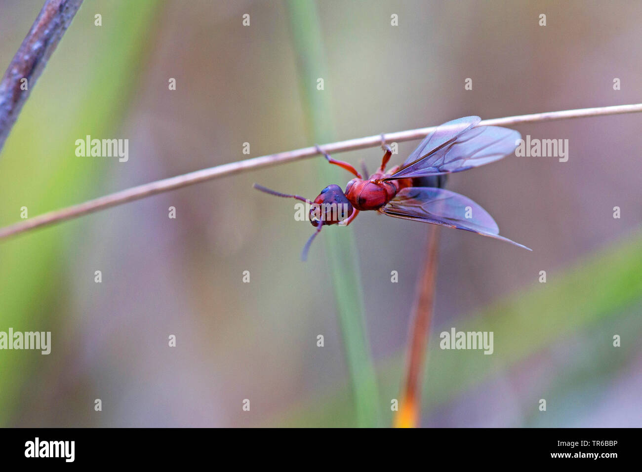 wood ant (Formica rufa), queen with wings at a stem, Germany, Baden ...