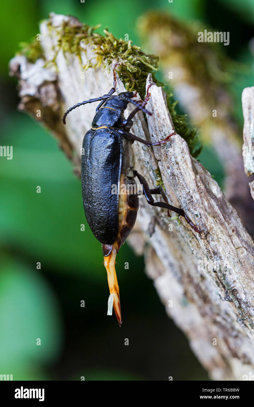 Prionus longhorn beetle, Greater British longhorn, The tanner, The ...