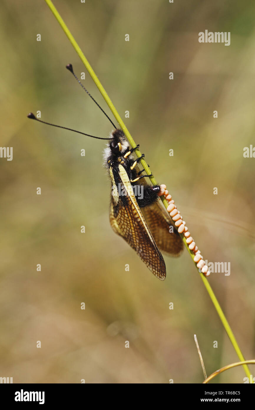 Owly sulphur (Libelloides coccajus, Libelloides coccaius, Ascalaphus ...
