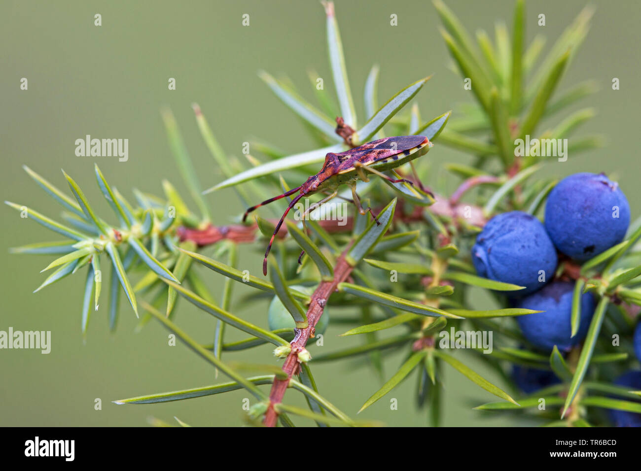 Common juniper, Ground juniper (Gonocerus juniperi), larva on a juniper ...