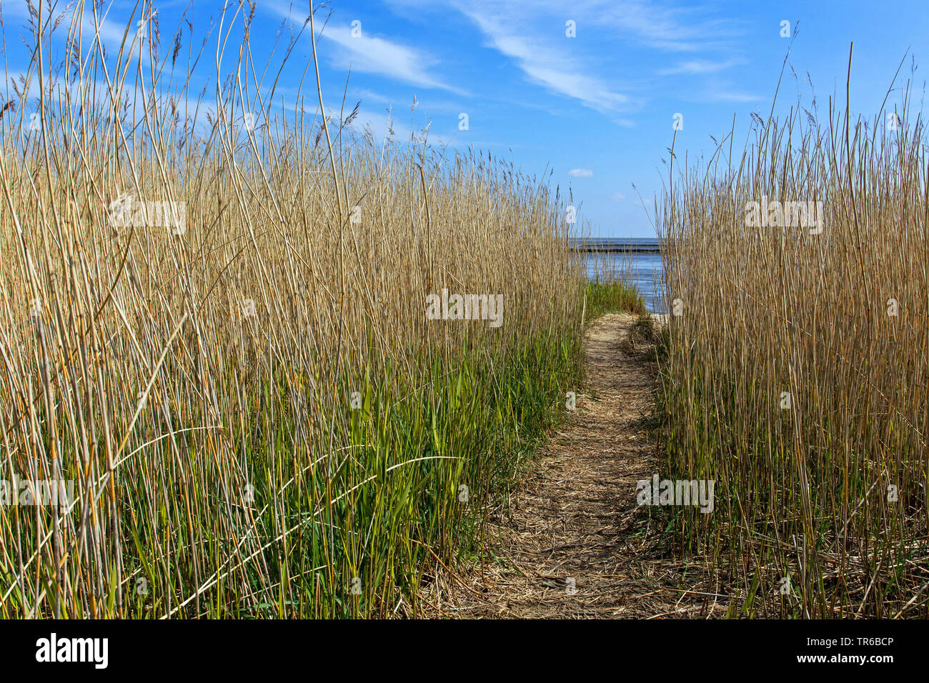 Pathway through common hi-res stock photography and images - Alamy