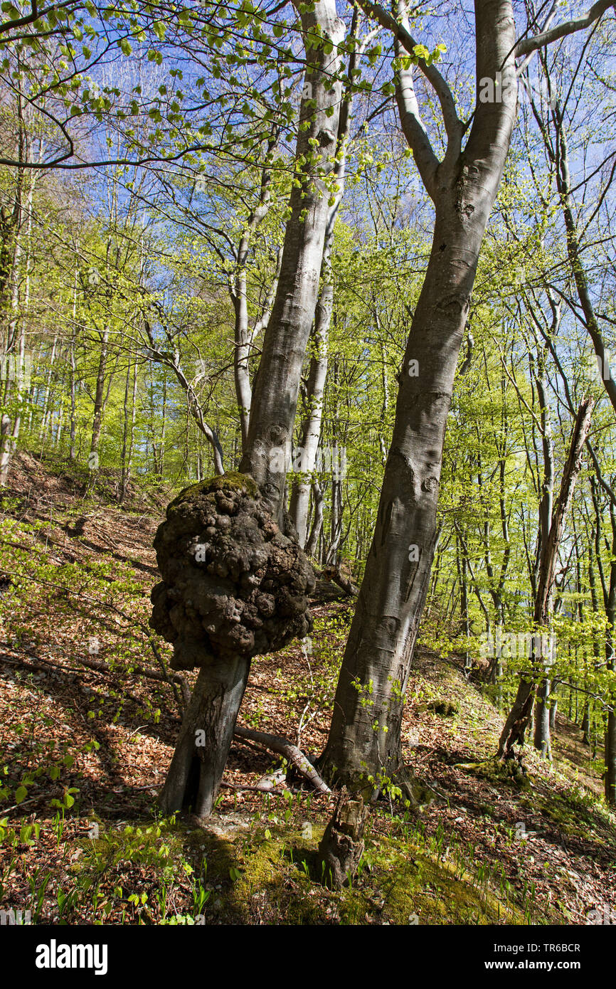 common beech (Fagus sylvatica), canker at a beech, Germany, Baden ...
