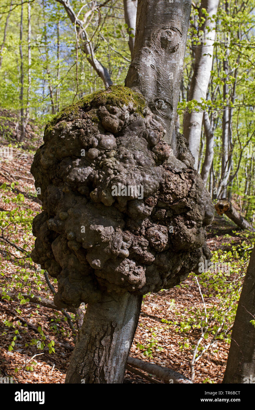 common beech (Fagus sylvatica), canker at a beech, Germany, Baden ...