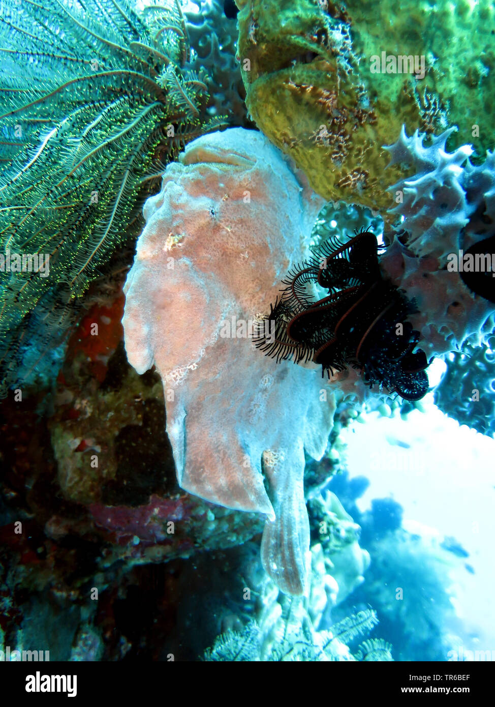 Commerson's frogfish, Giant anglerfish, Giant frogfish (Antennarius ...