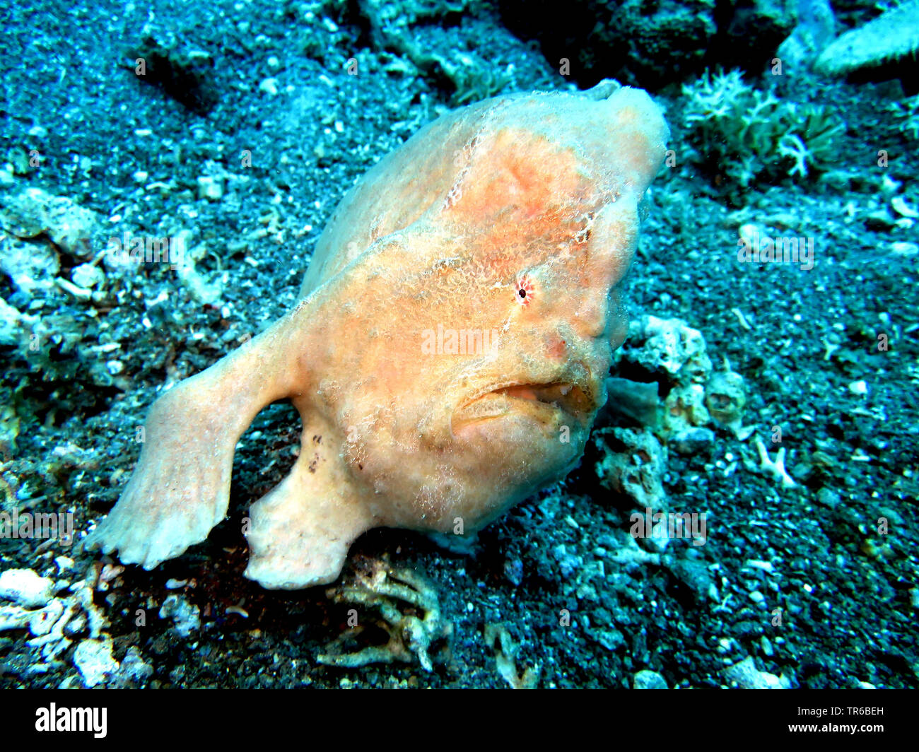 Anglerfish hi-res stock photography and images - Alamy