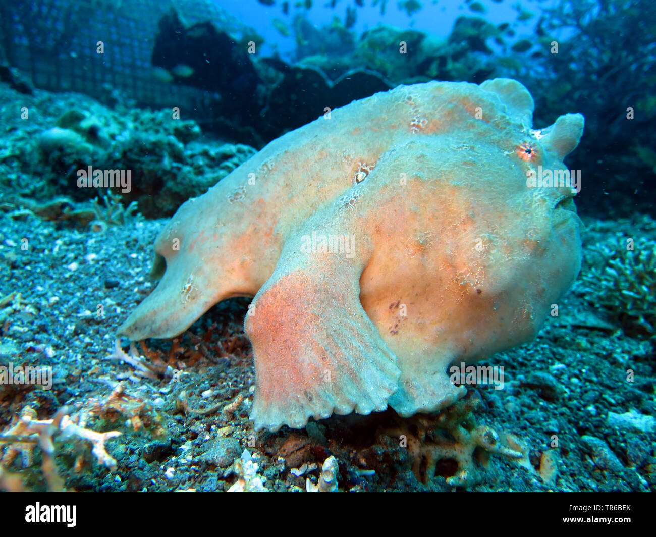 Anglerfish hi-res stock photography and images - Alamy