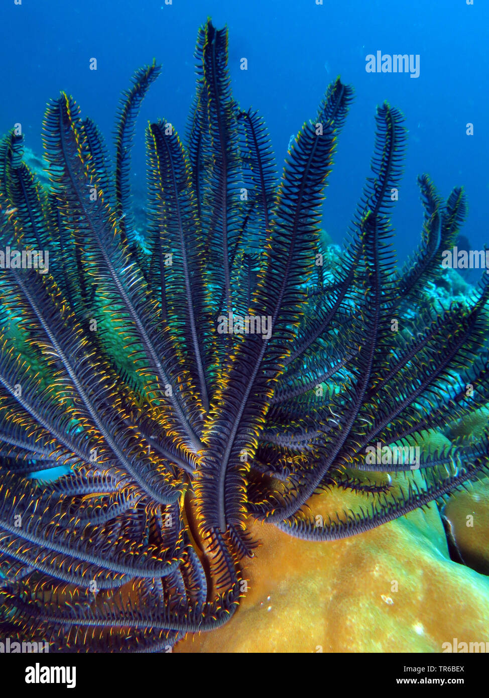 Sea lily ocean hi-res stock photography and images - Alamy