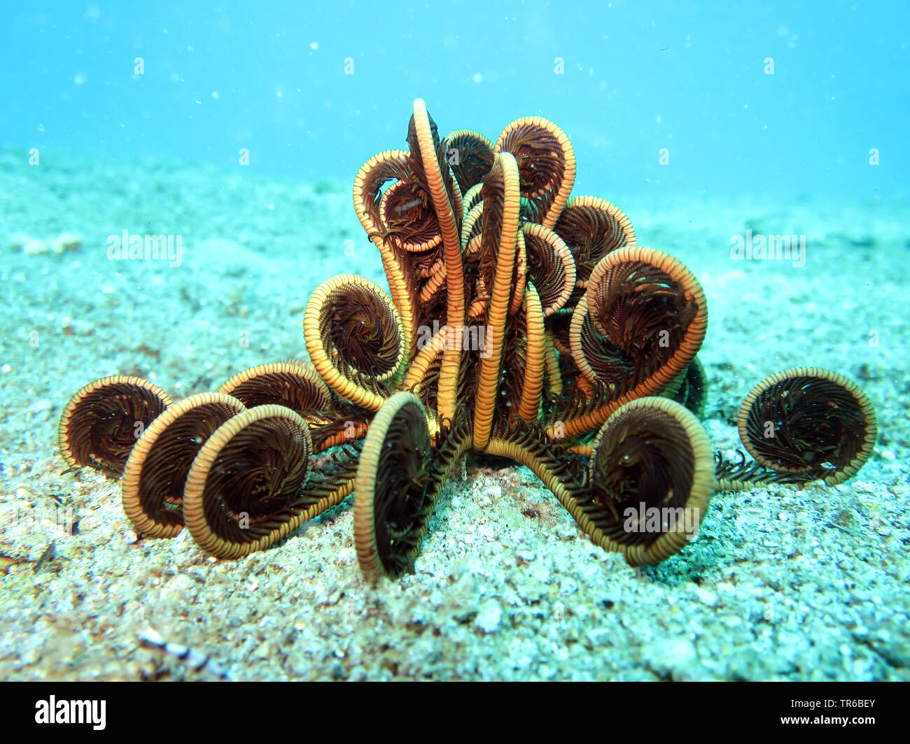 sea lily (Comanthus spec.), on the ocean bed, side view, Philippines ...