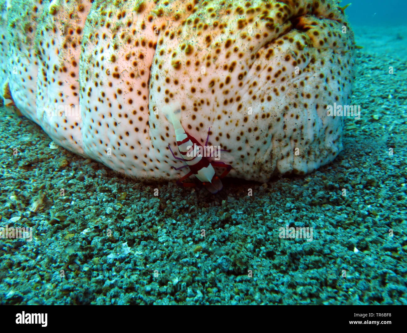 Elephant Trunkfish (Holothuria fuscopunctata), on the ocean bed with ...