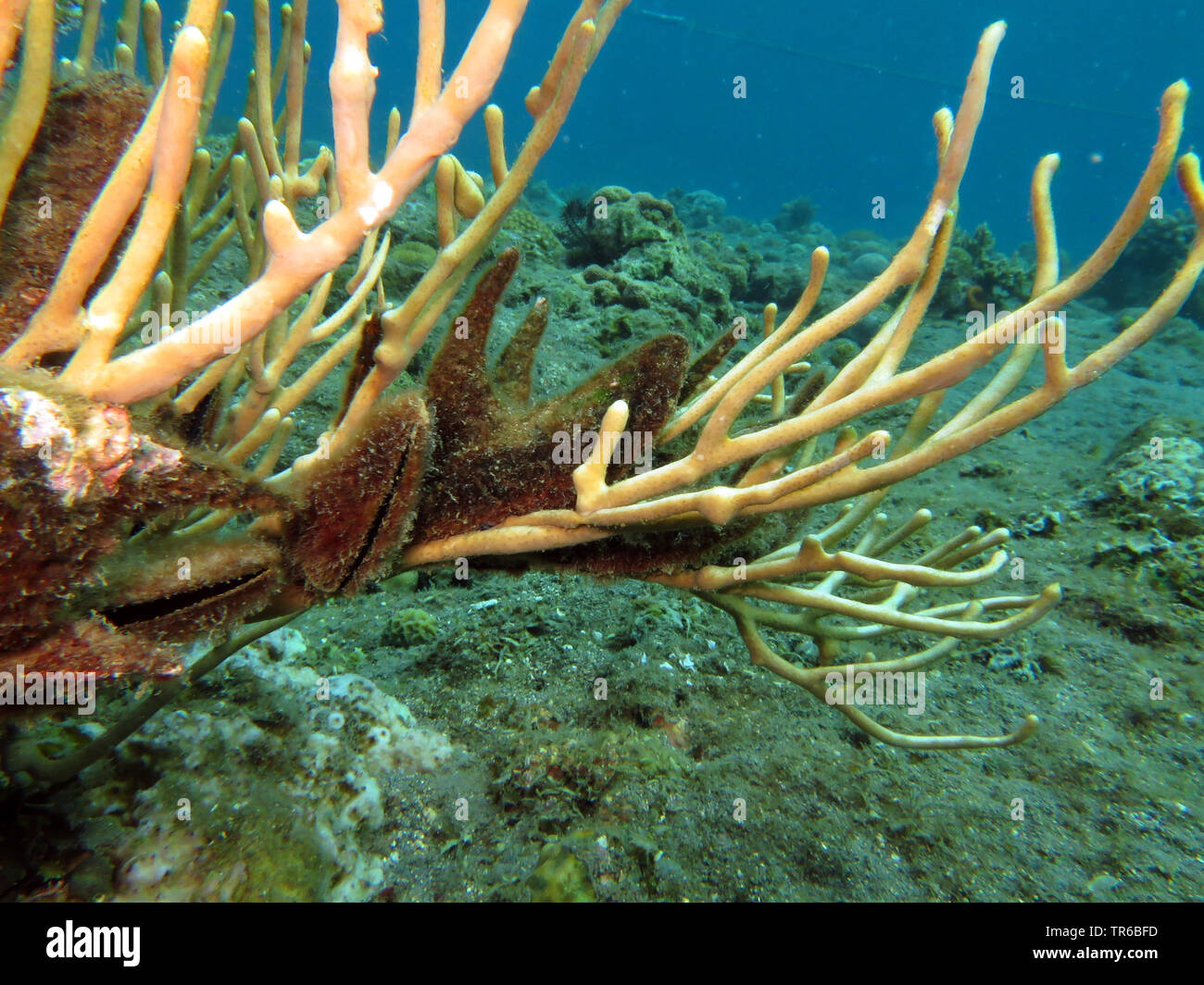 Philippine shell hi-res stock photography and images - Alamy