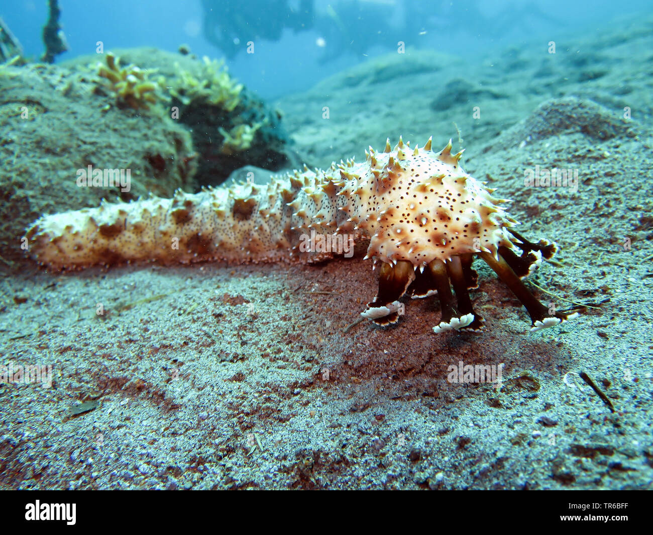 Bohadschia graeffei sea cucumbers underwater hi-res stock photography ...