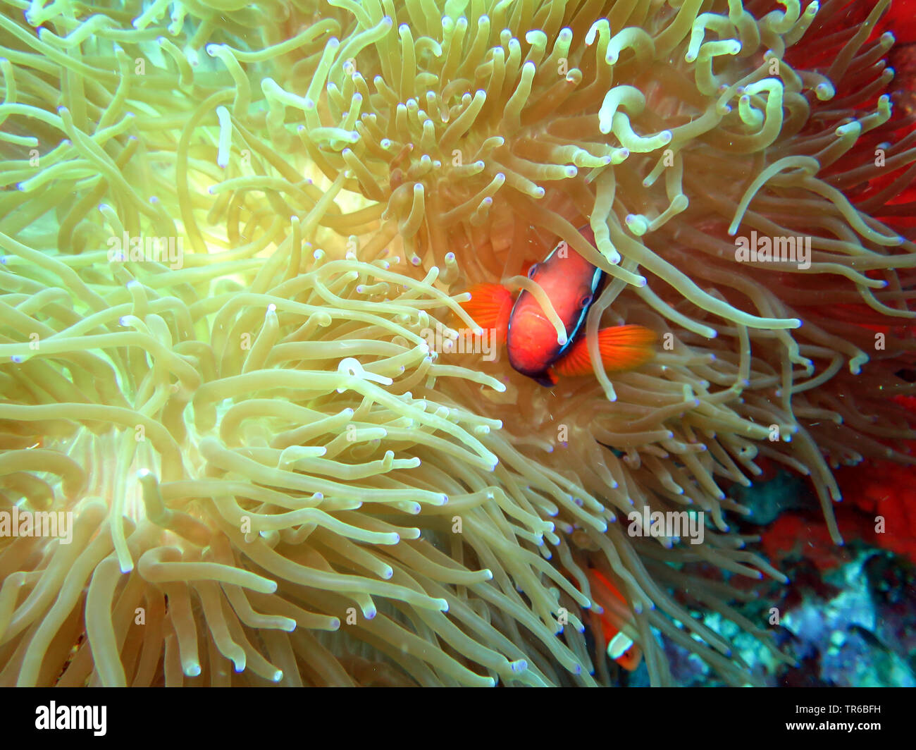 red clownfish, tomato anemonefish, tomato clownfish (Amphiprion ...