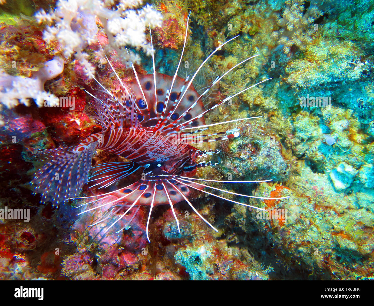 spotfin lionfish, broadbarred firefish (Pterois antennata), at the ...