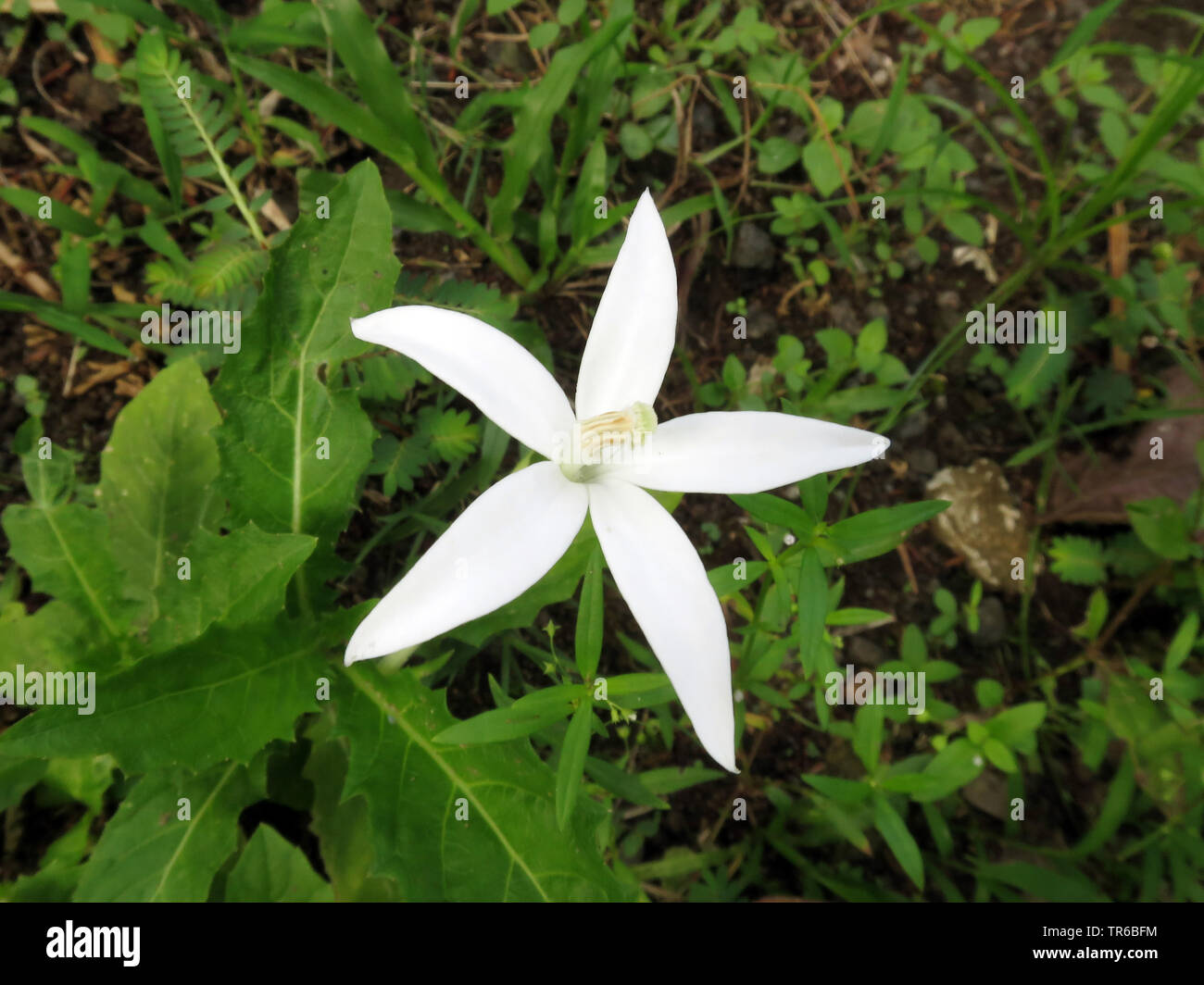 Laurentia, Star of Bethlehem (Laurentia longiflora, Isotoma longiflora ...
