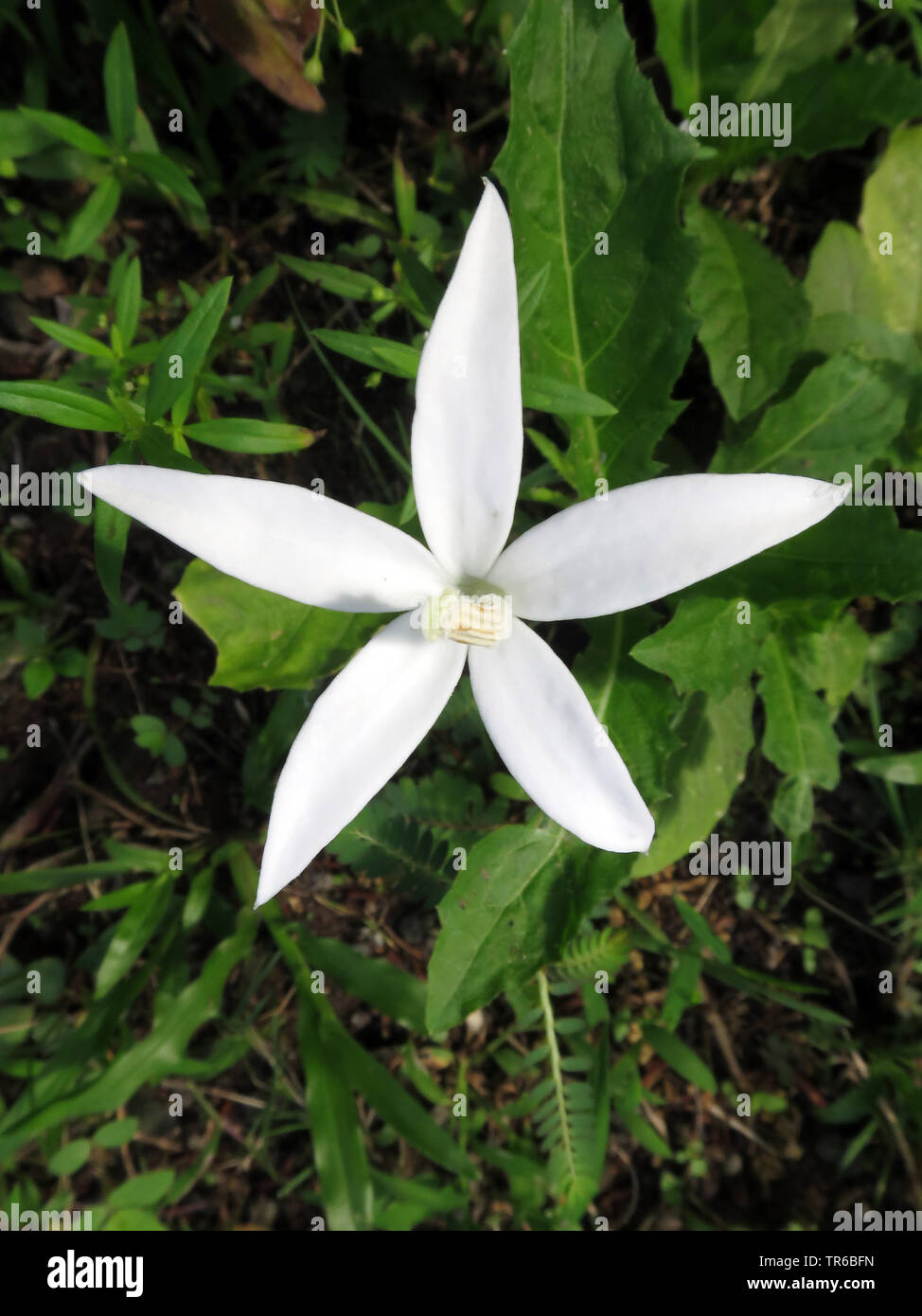 Laurentia, Star of Bethlehem (Laurentia longiflora, Isotoma longiflora ...