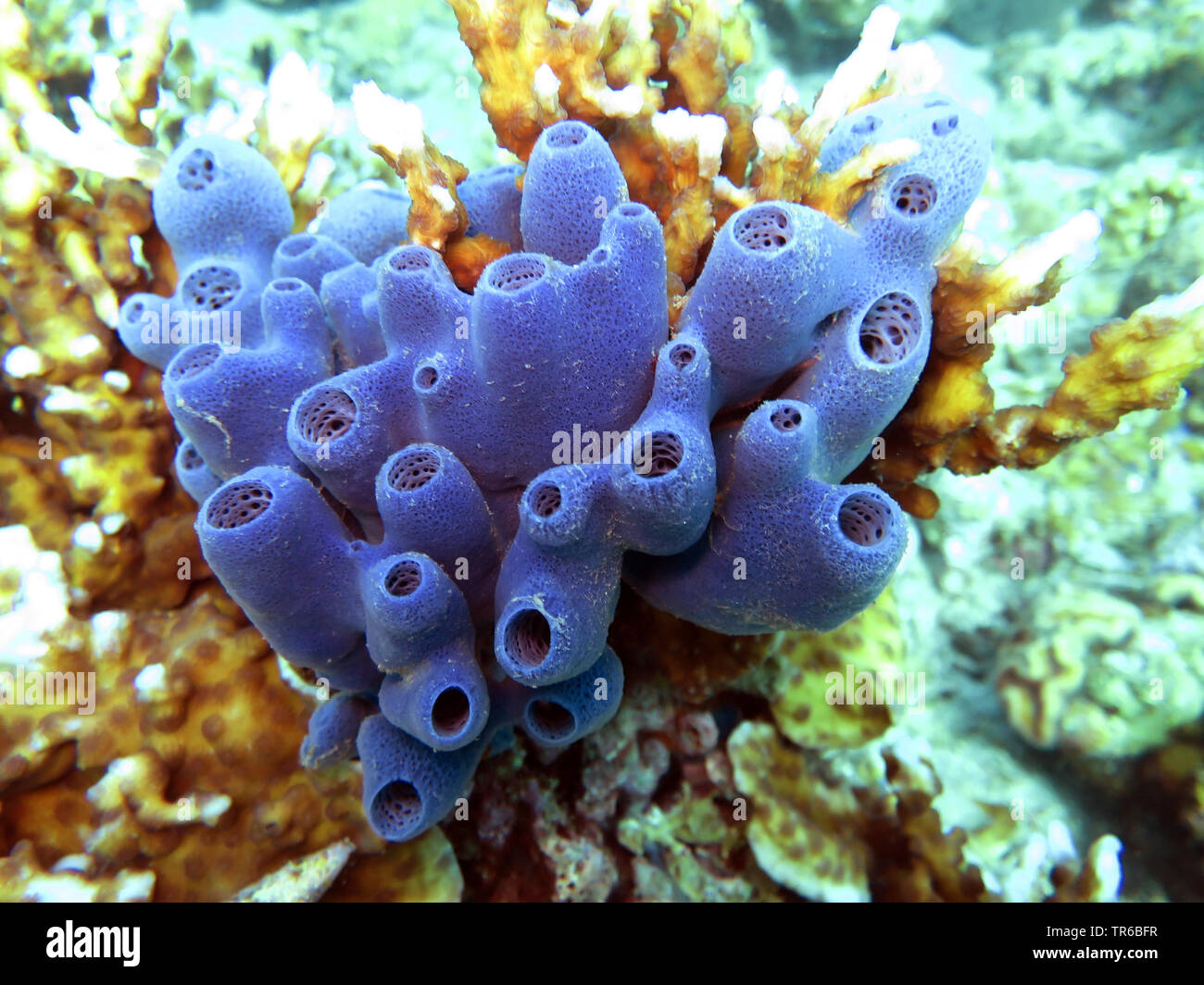 sponge (Haliclona spec.), on the reef, Philippines, Southern Leyte ...