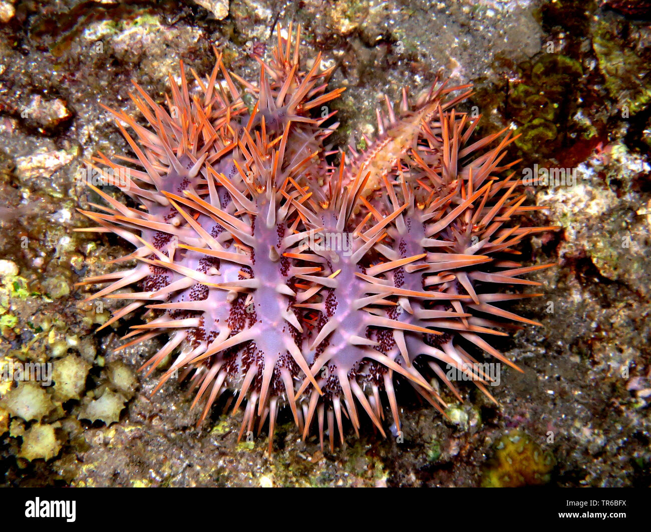 crown-of-thorns starfish (Acanthaster planci), at the reef, Philippines ...