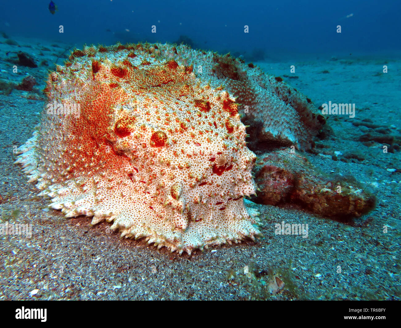 giant sea cucumber, giant holothurian (Thelenota anax), on the ocean ...