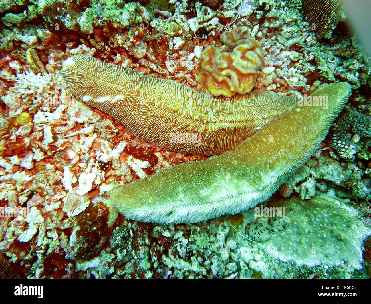 disc coral (Ctenactis echinata ), two stony corals at the reef ...