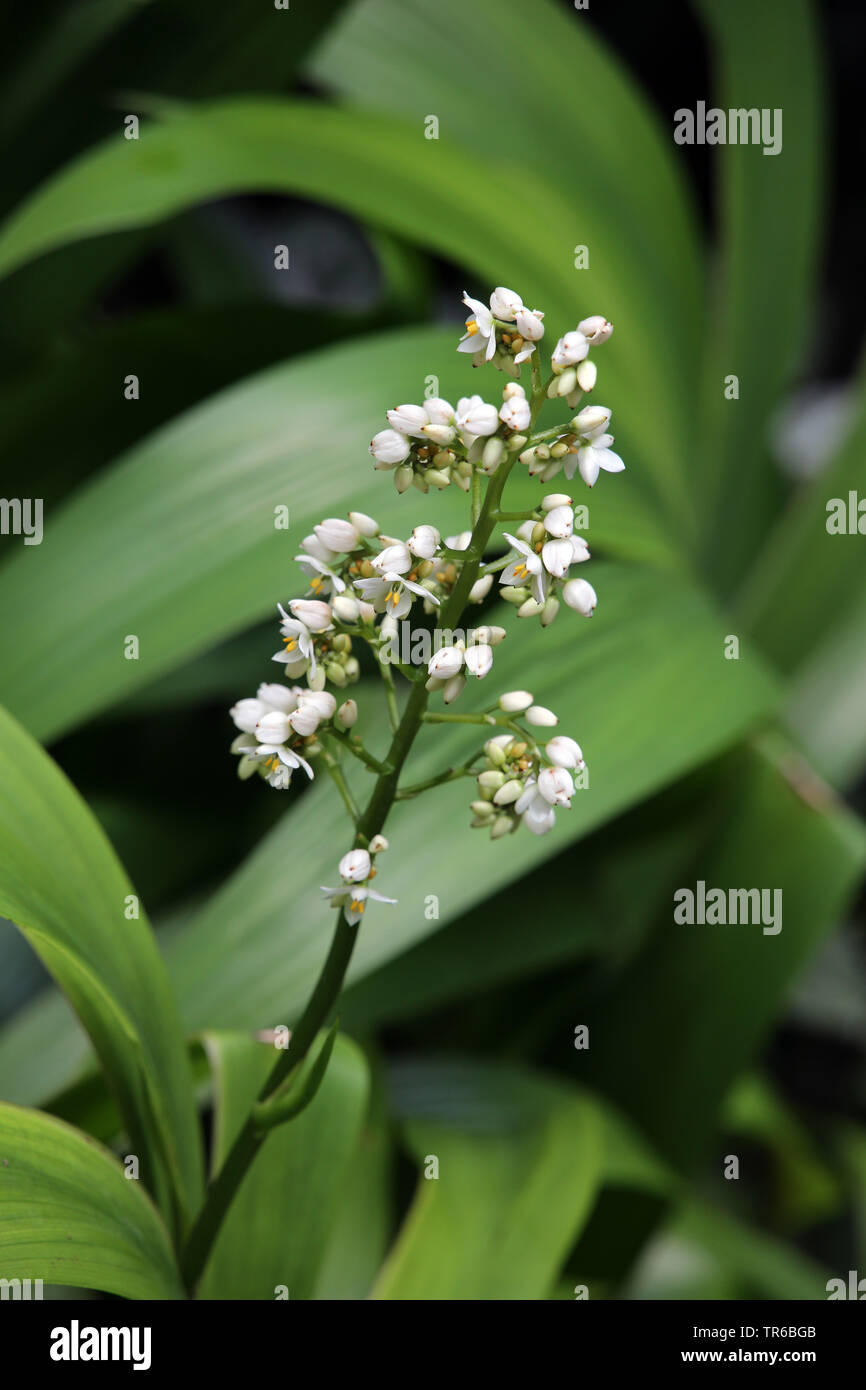 Xiphidium (Xiphidium caeruleum), blooming, Singapore Stock Photo - Alamy