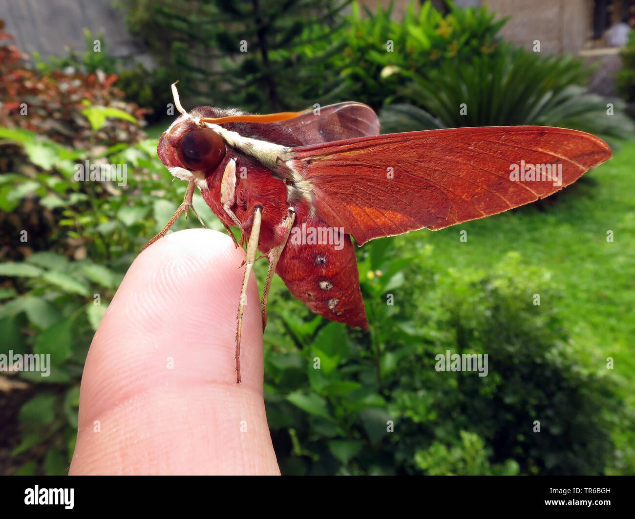 hawkmoths, sphinx moths (Sphingidae), tropical hawkmoth on a finger ...
