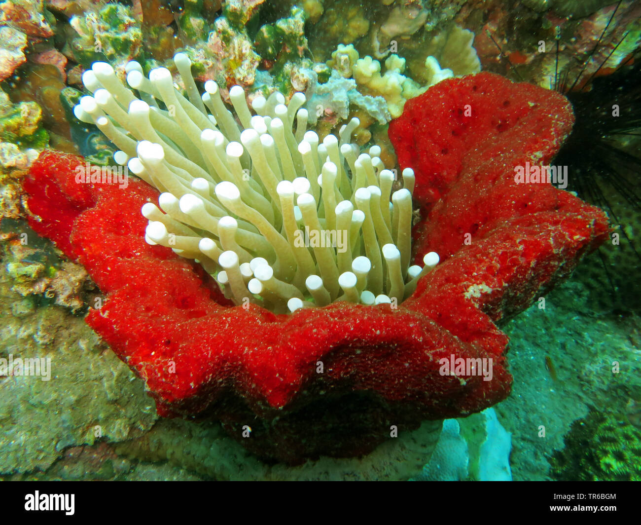 sea anemones (Actiniaria), half surrounded by a red sponge, Philippines ...