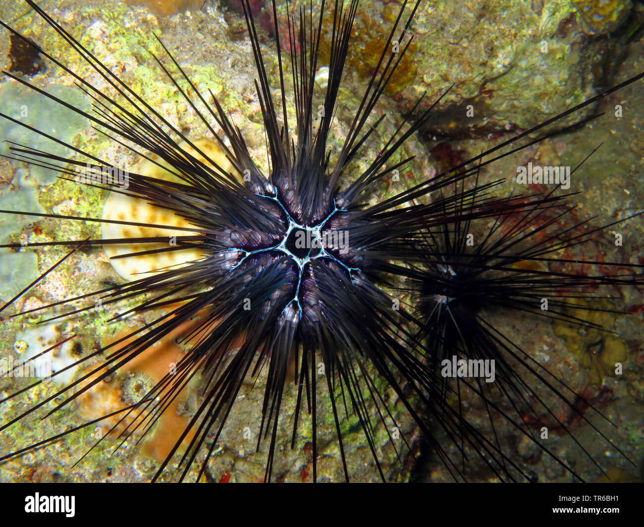 Savigny's hatpin urchin (Diadema savignyi), at the reef, Philippines ...
