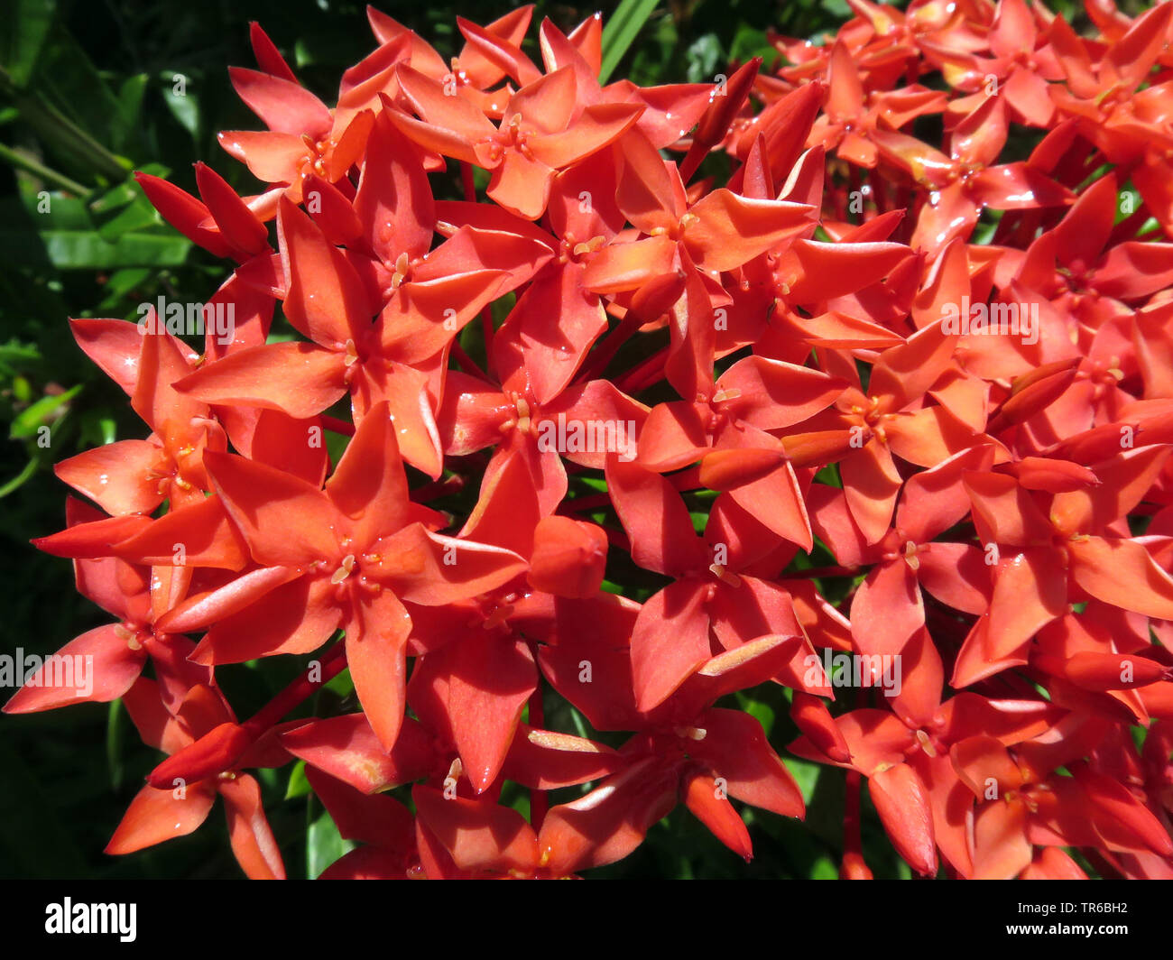 red ixora (Ixora coccinea), blooming, Philippines, Southern Leyte Stock ...