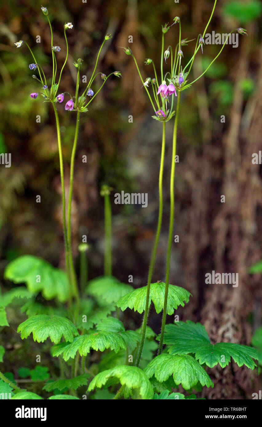 Alpine bells, Alpine bell (Cortusa matthioli, Primula matthioli ...