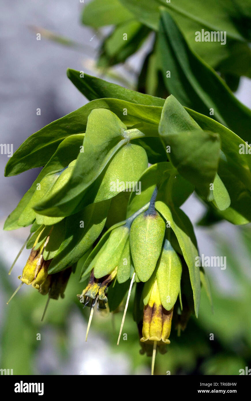 Honeywort hi-res stock photography and images - Alamy