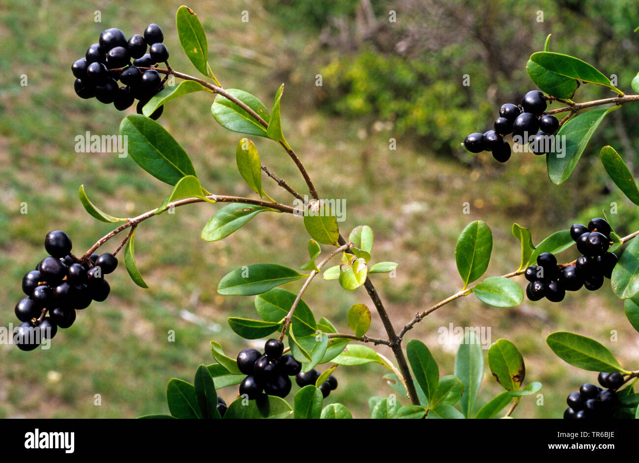 common privet, golden privet, wild privet, prim, European privet ...