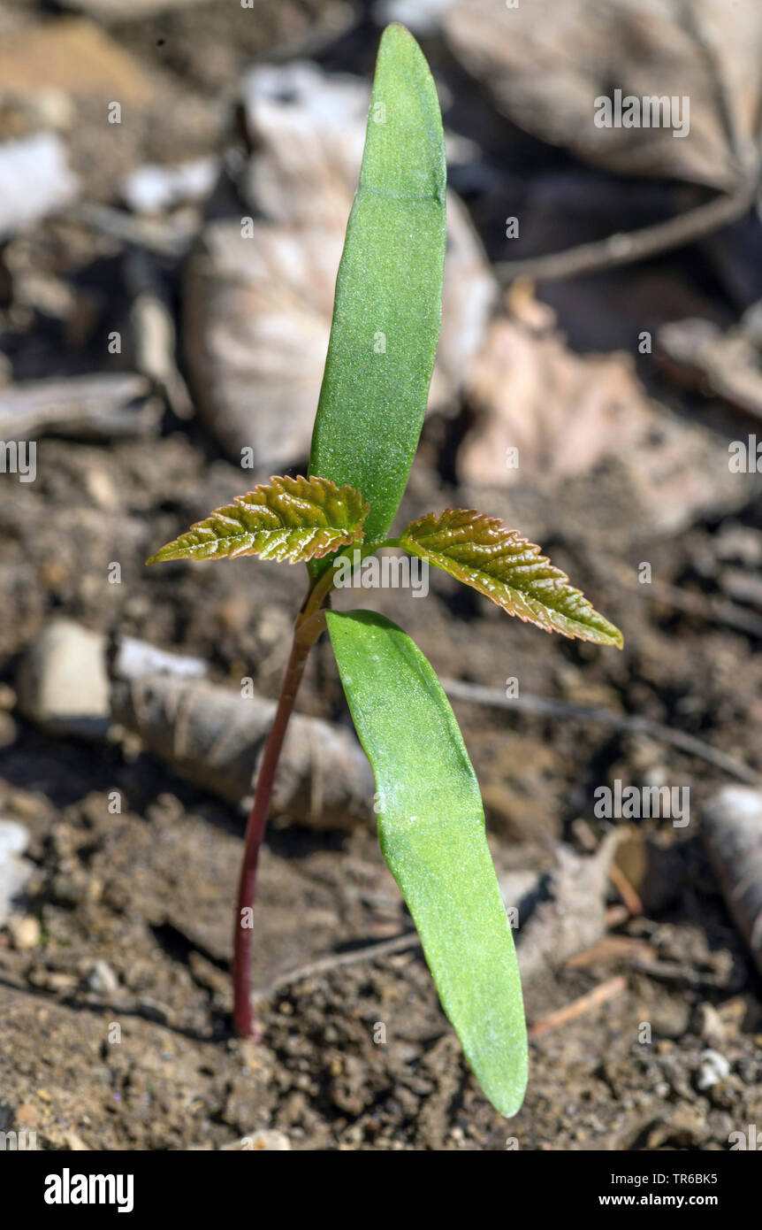 Sycamore seedling hi-res stock photography and images - Alamy