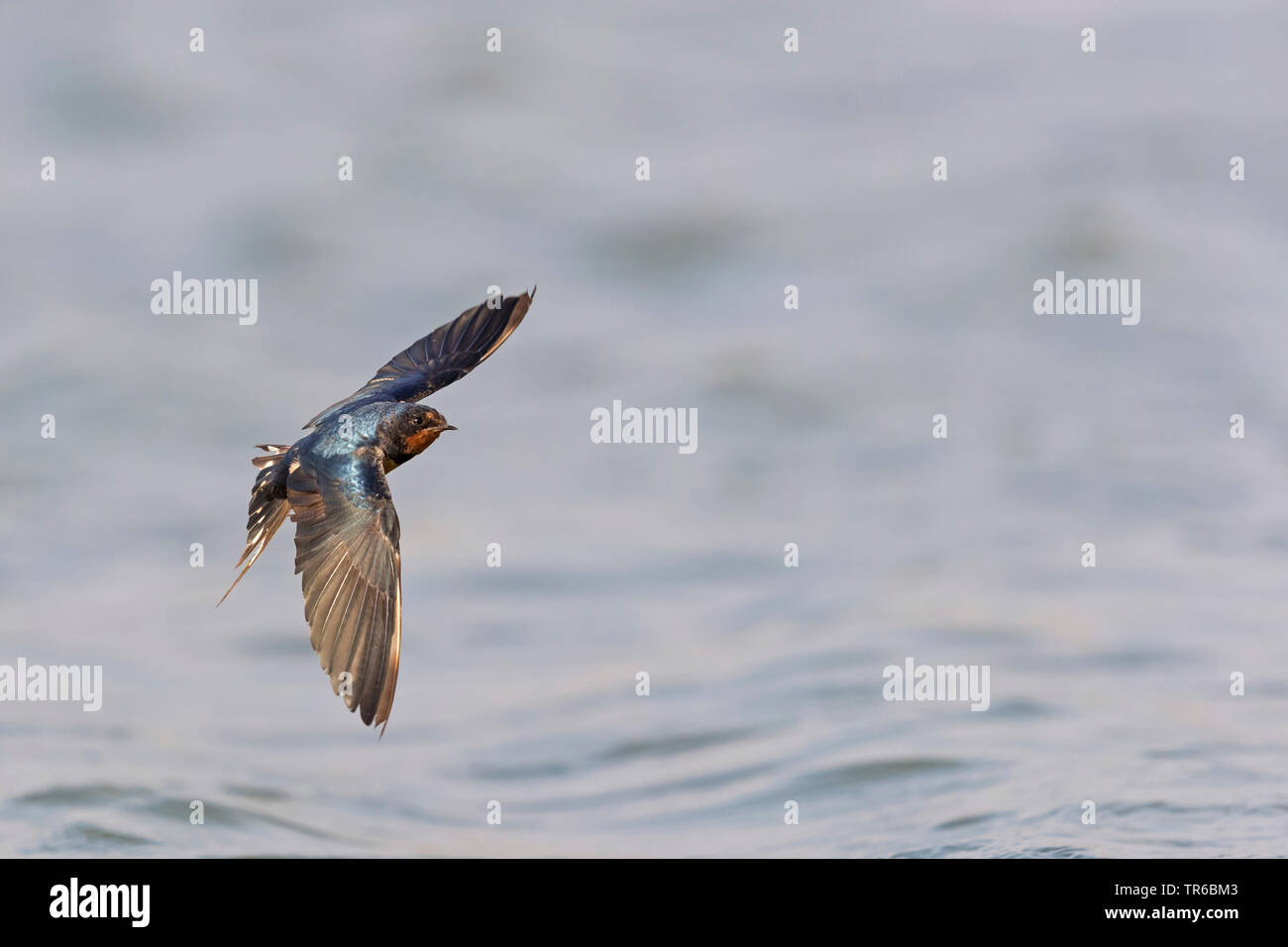 Swallow flying over water hi-res stock photography and images - Alamy