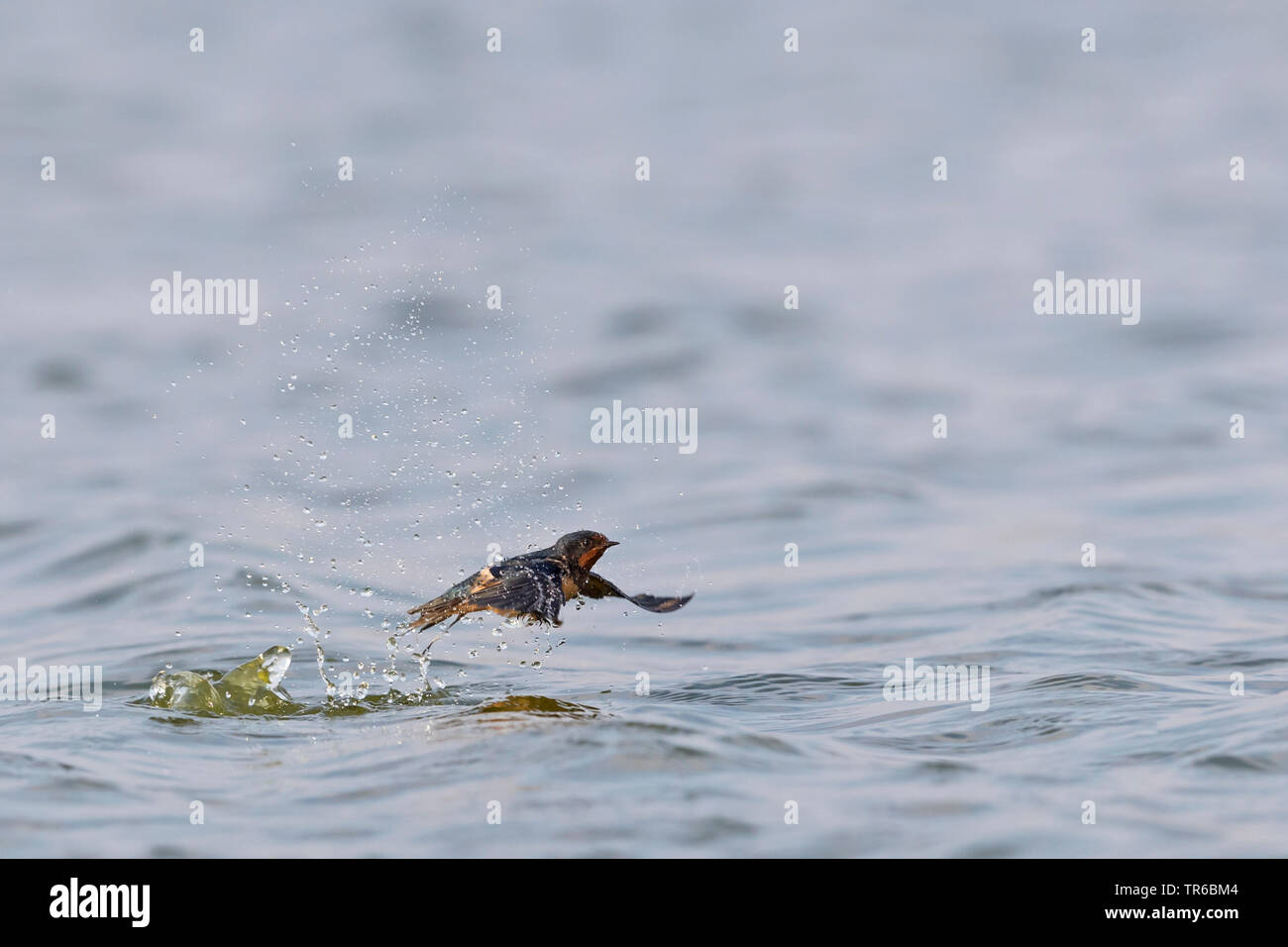 barn swallow (Hirundo rustica), hunting at water surface, Israel Stock ...