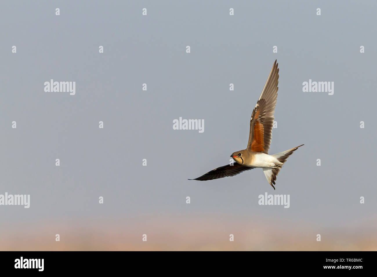 collared pratincole (Glareola pratincola), flying, Israel Stock Photo ...