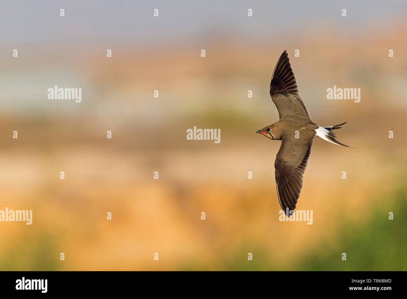 collared pratincole (Glareola pratincola), flying, Israel Stock Photo ...