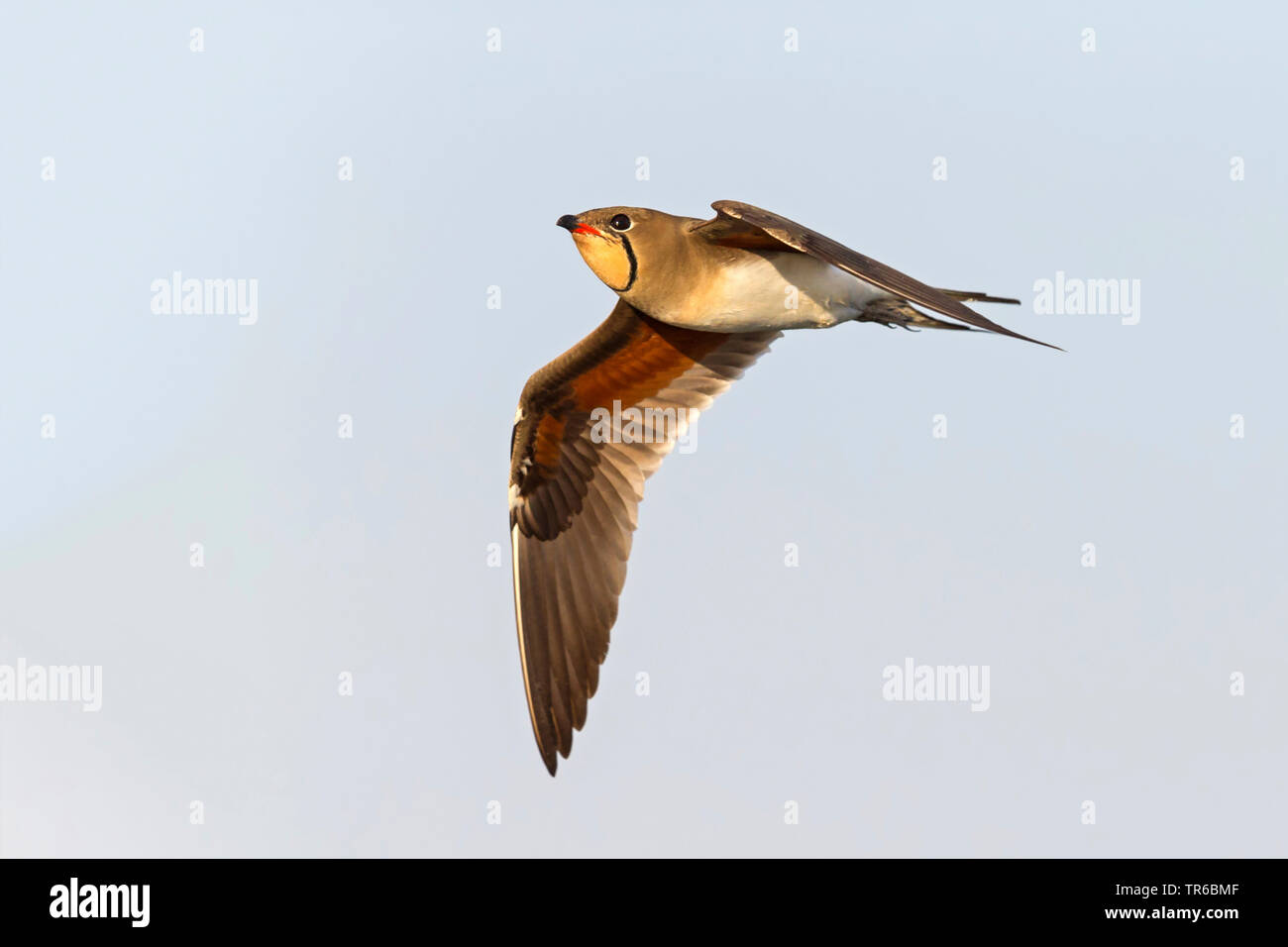 collared pratincole (Glareola pratincola), flying, Israel Stock Photo ...