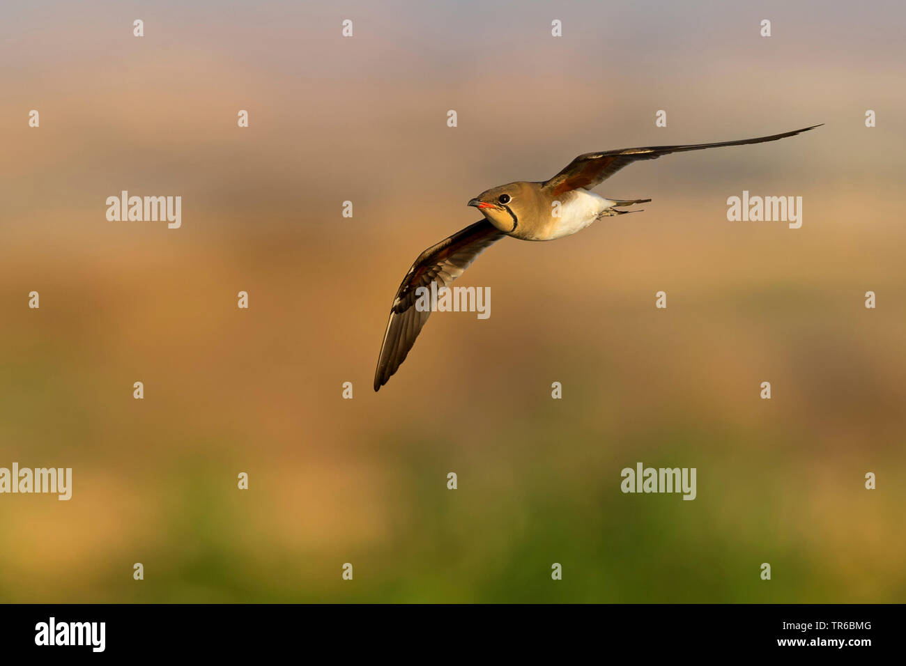 collared pratincole (Glareola pratincola), flying, Israel Stock Photo ...
