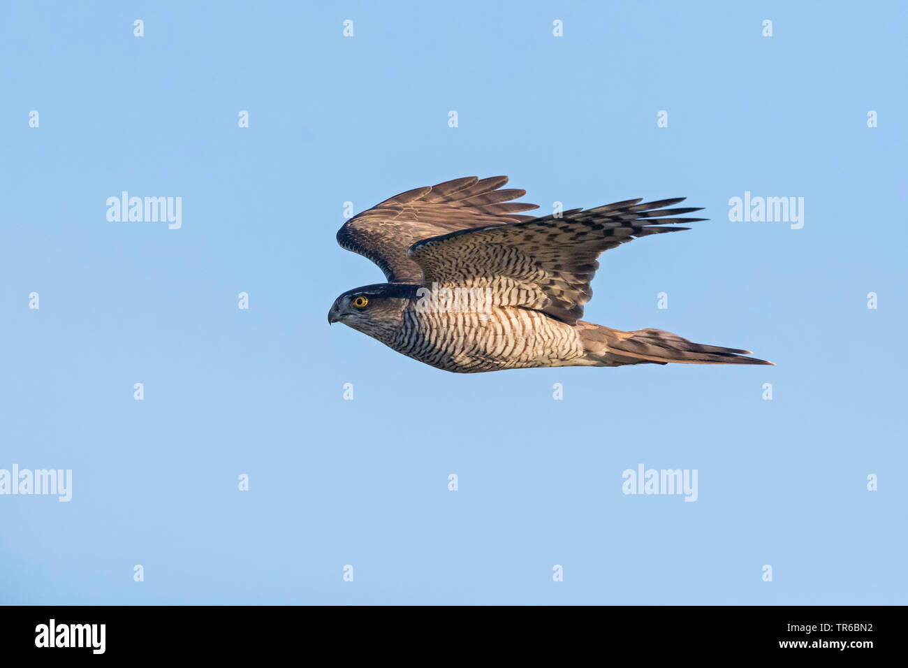 Sparrow hawk flying hi-res stock photography and images - Alamy