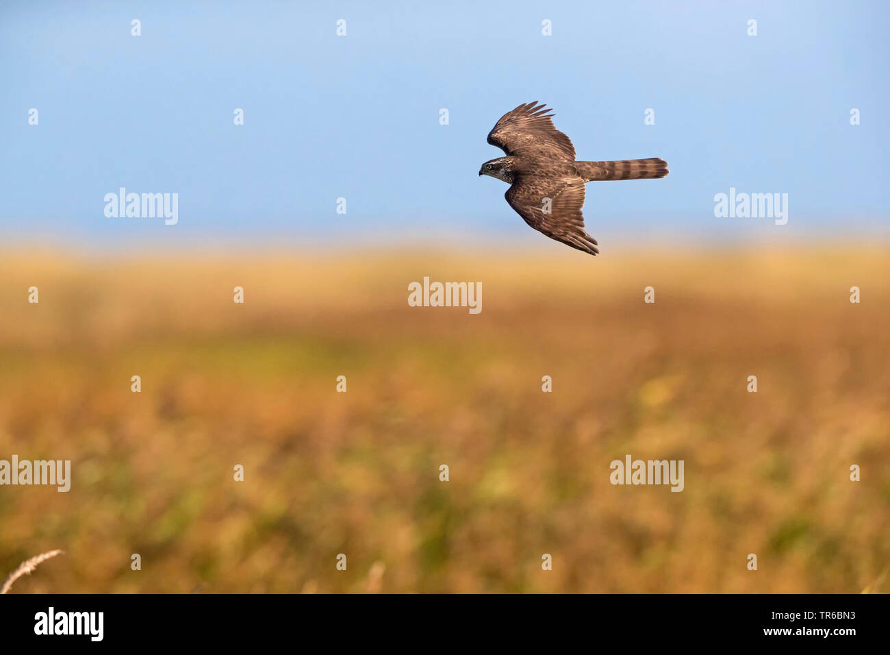 Sparrow hawk flying hi-res stock photography and images - Alamy