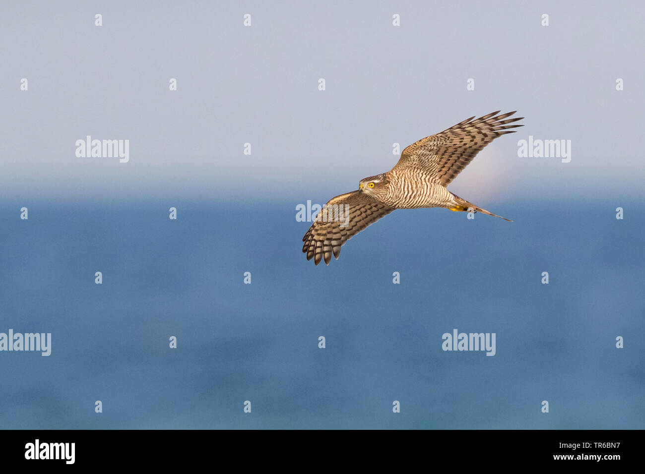 northern sparrow hawk (Accipiter nisus), flying, Sweden, Falsterbo ...