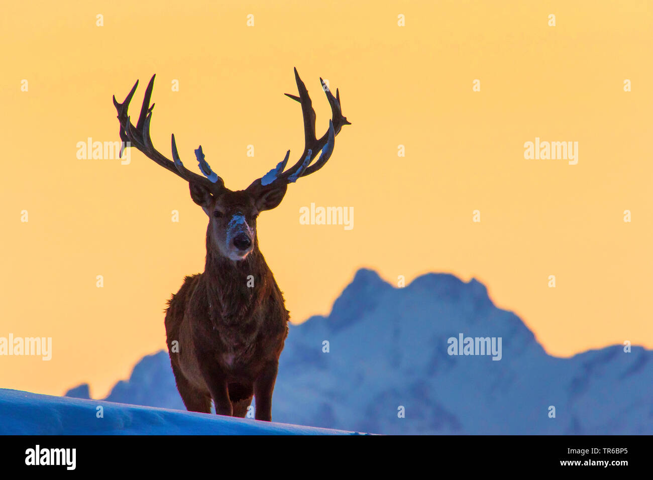 red deer (Cervus elaphus), royal red deer stag standing in winter in ...