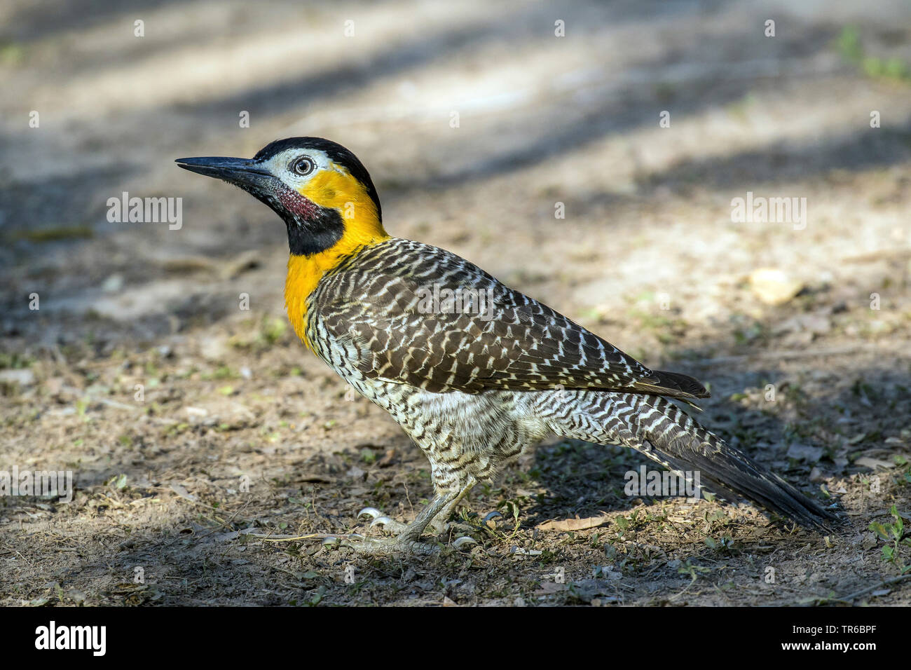 Brazilian woodpeckers hi-res stock photography and images - Alamy