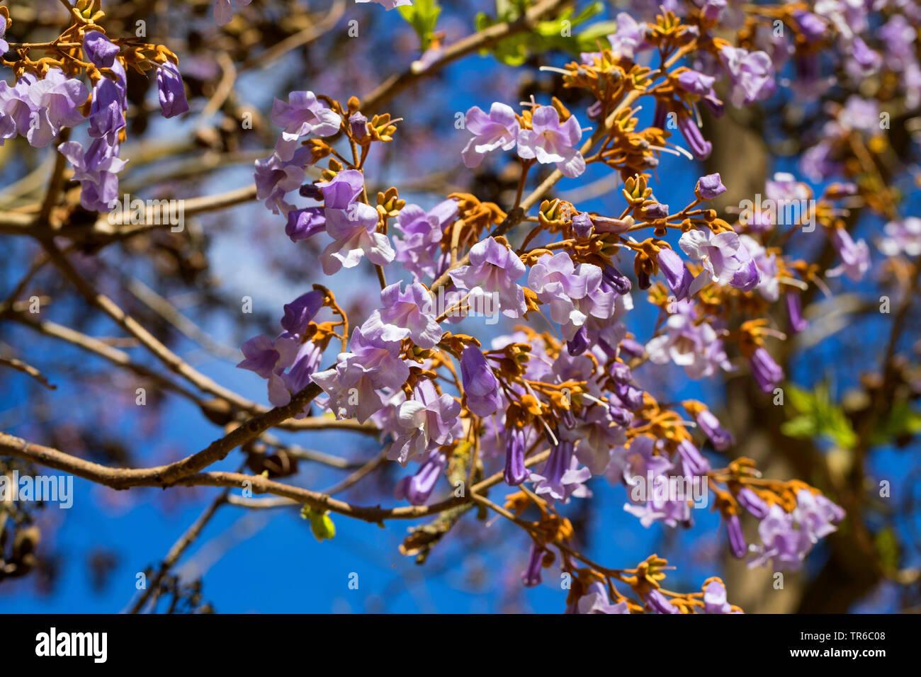 Princess tree hi-res stock photography and images - Alamy