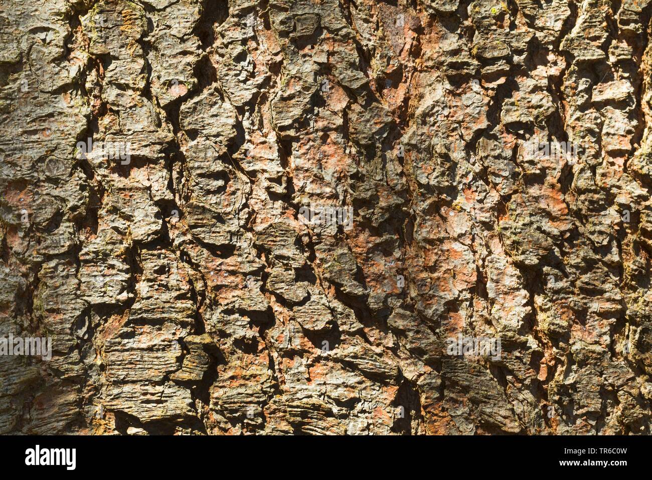 Norway Spruce Bark